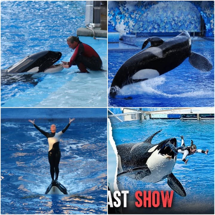 The Tragic Life Of Tilikum, SeaWorld’s Infamous Killer Orca – Hot News Today